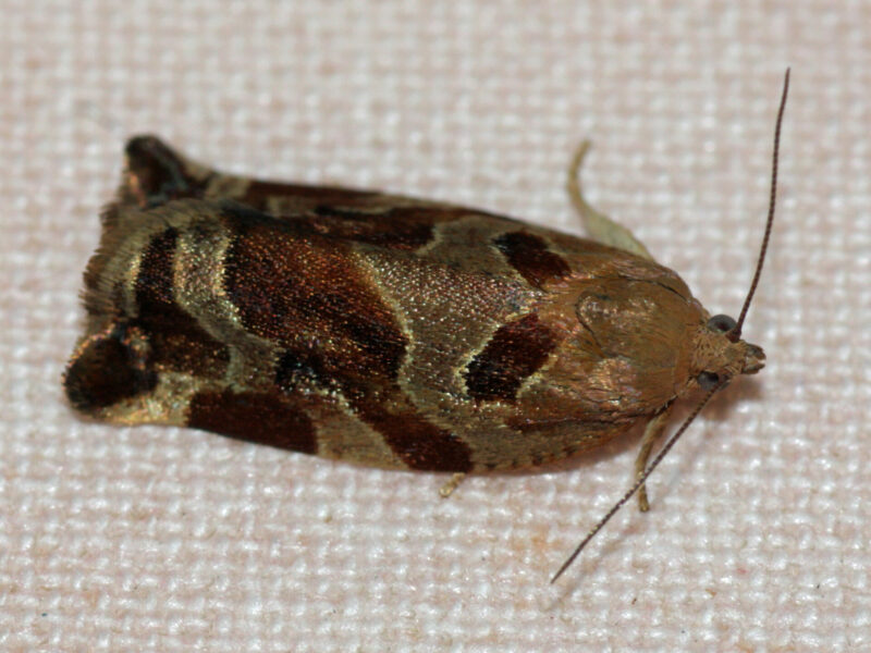 Papillons Archive - Papillons Chenilles 49